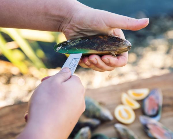The Raw Shuck Revolution - Mills Bay Mussels